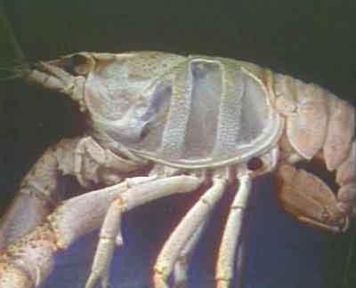 Crayfish Respiratory System